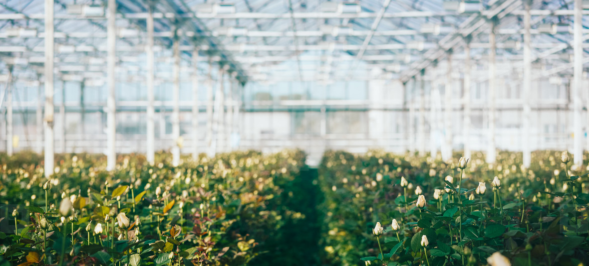 About – Fresh Green Exports